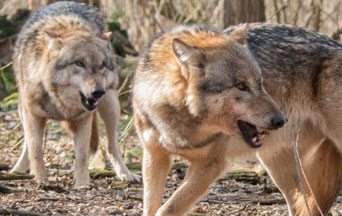 How the West Became A Shepherdess of Wolves - The American TFP